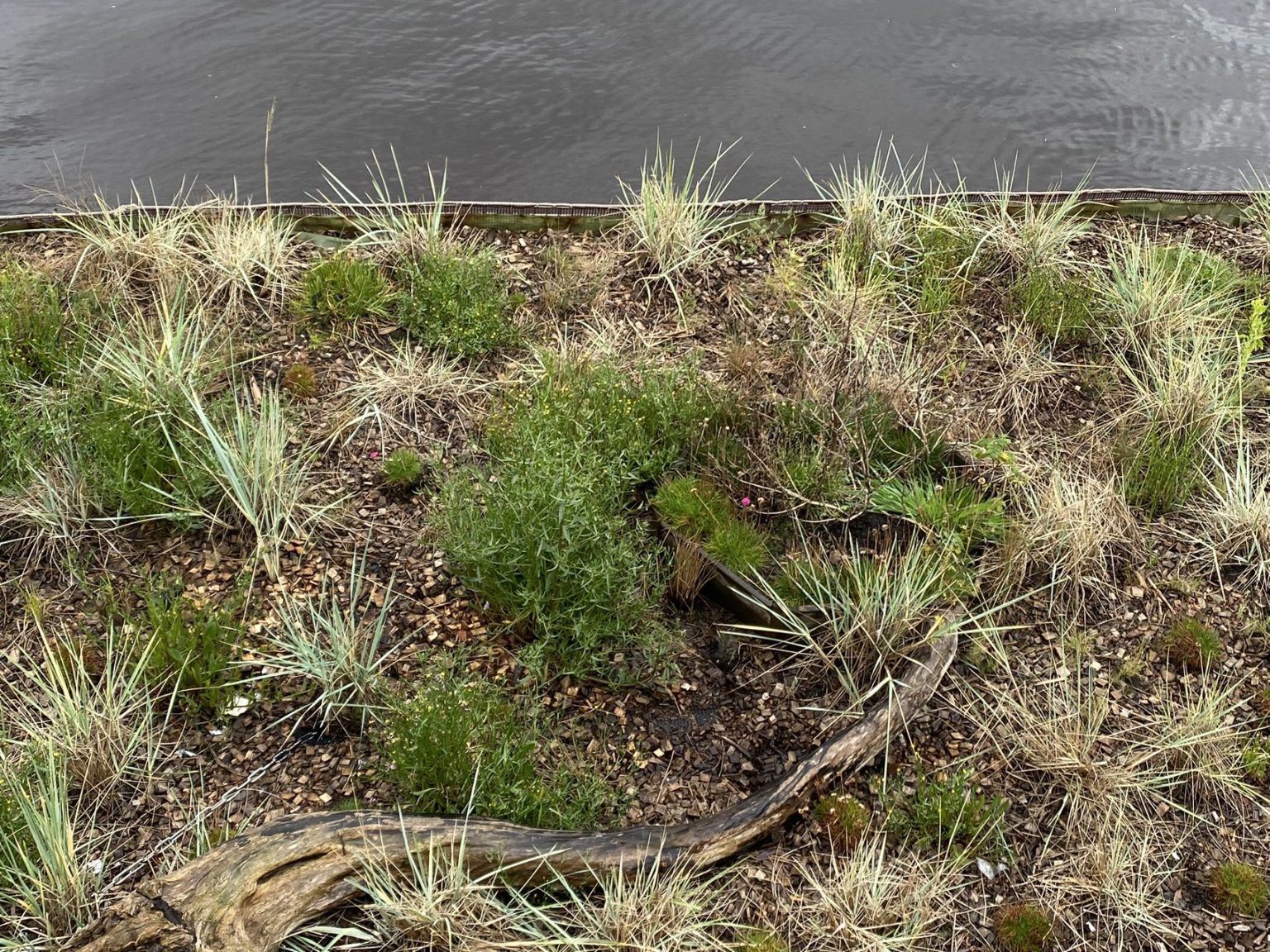 Local Ecological Impacts of High-Tide Floating Ecosystems | stay-withriver